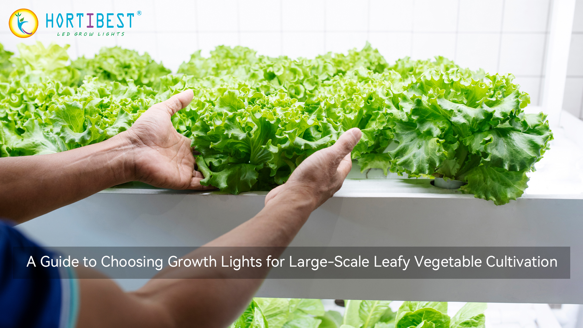 A Guide to Choosing Growth Lights for Large-Scale Leafy Vegetable ...